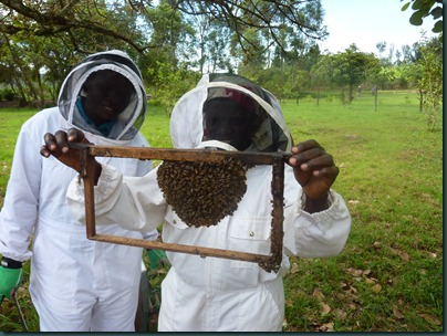 From The Heart Of Uganda: Wild African Bees - Beekeeping Workshop